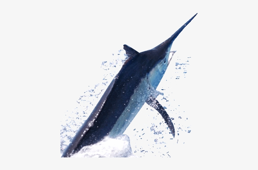 Make A Booking - Transparent Background Marlin Png - Free Transparent ...