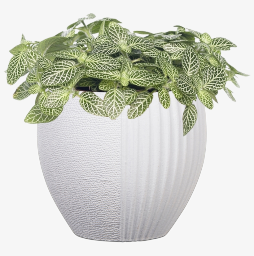 Capi Lux Split Indoor - Planten Mozaïekplant (fittonia 'mont Blanc') D ...
