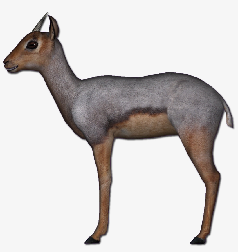 Beira Antelope - Beira Antelope Png - Free Transparent PNG Download ...