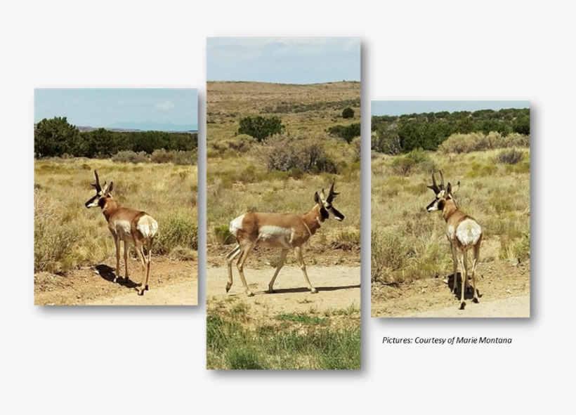 Pronghorn, Anetelope, Hualapai, Hunting - Thomson's Gazelle - Free ...