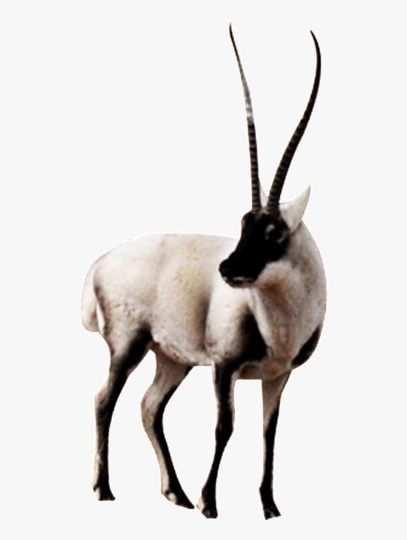 Hd Beautiful Tibetan Antelope Static Png - Antelope - Free Transparent ...