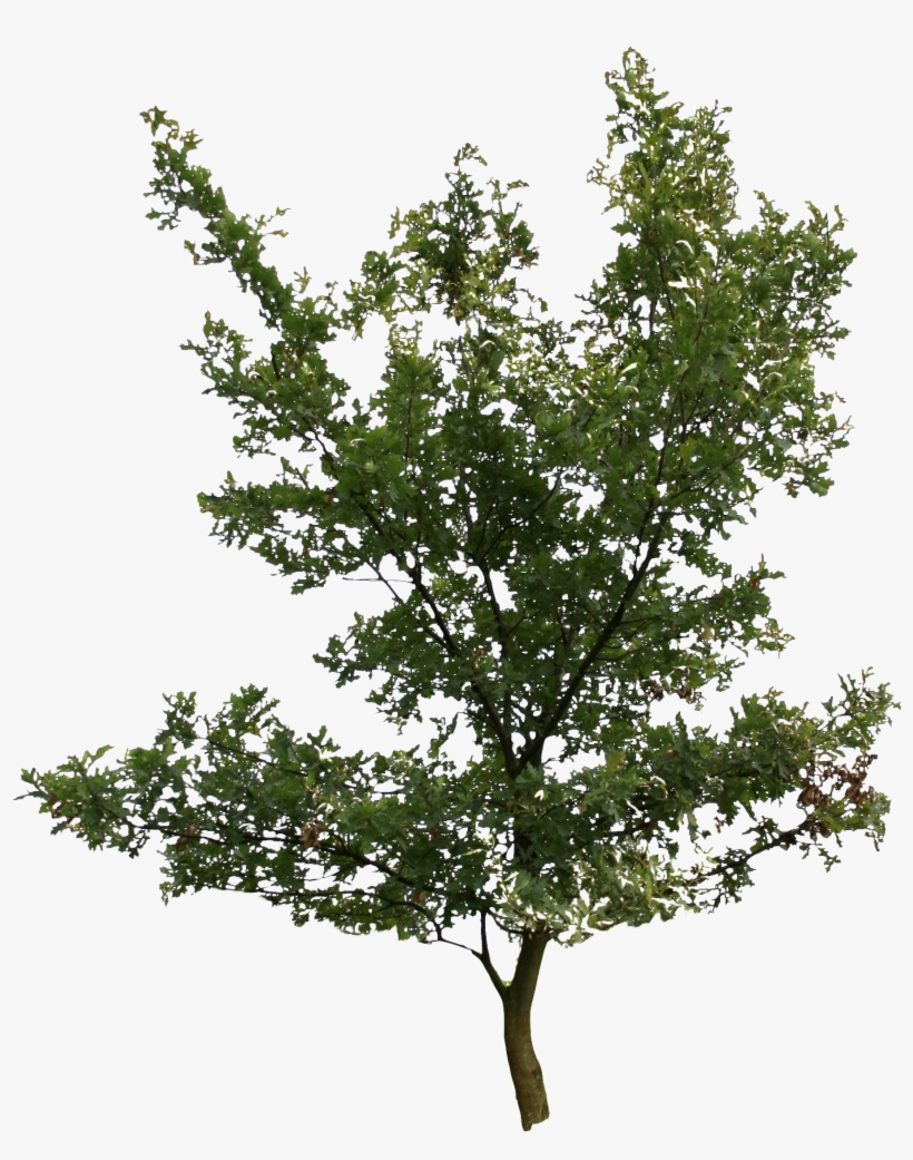 2d Trees - Pond Pine - Free Transparent PNG Download - PNGkey