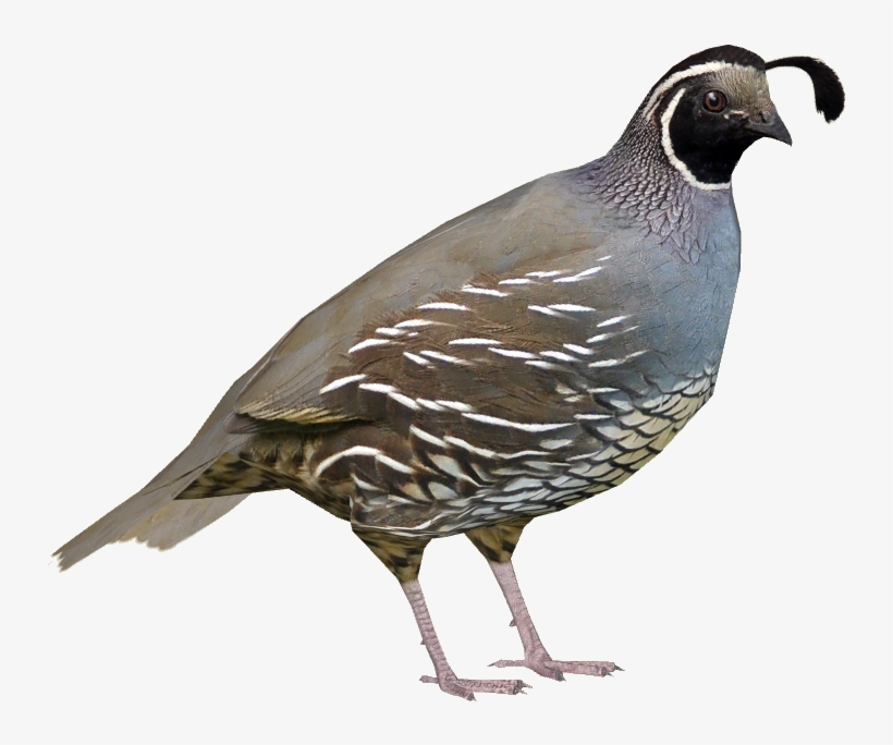 Californian Quail M - Zoo Tycoon 2 Rock Partridge - Free Transparent ...
