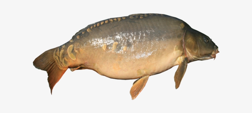 Mirror Carp No Background Transparent Image Fishing - Carp Picture No ...