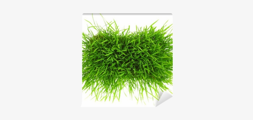 Patch Of Green Grass Isolated On White Background Wall - White - Free ...