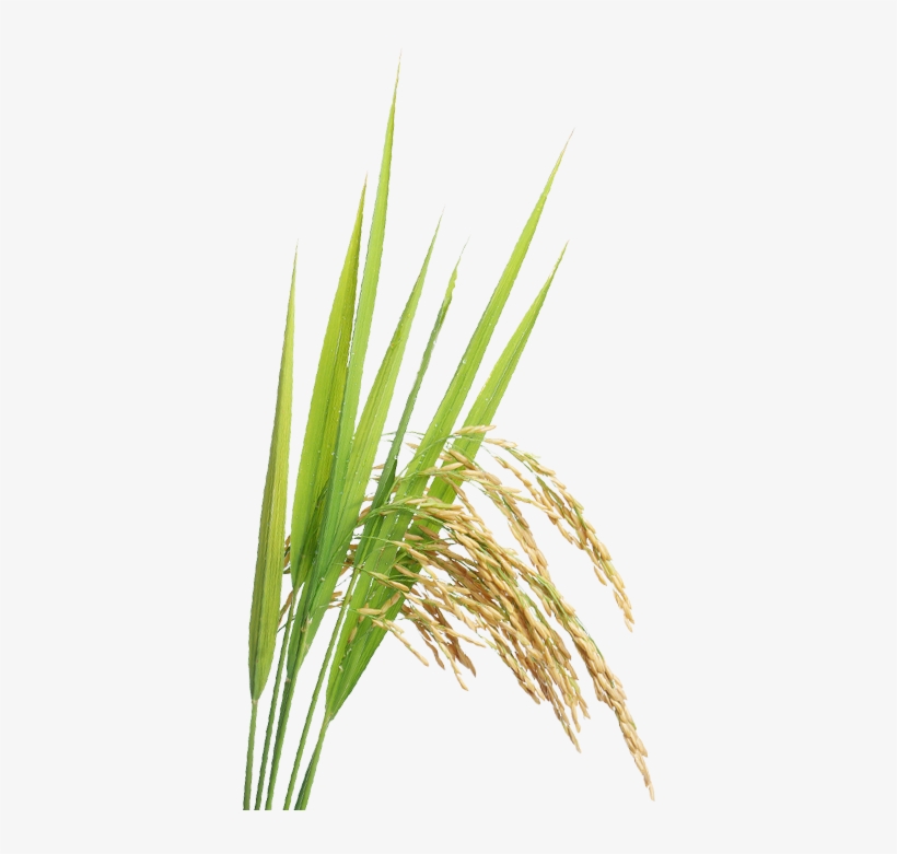 India,world's Largest Exporter Become Importer For - Green Paddy Png ...