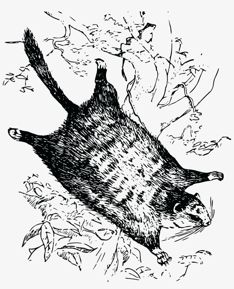 Flying Squirrel - Free Transparent PNG Download - PNGkey