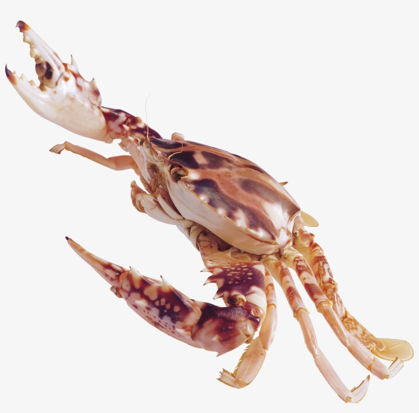 Crustaceans Png - Free Transparent PNG Download - PNGkey