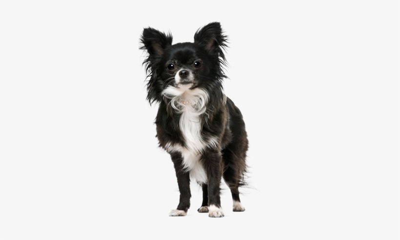 Dog Breed Png - Free Transparent PNG Download - PNGkey