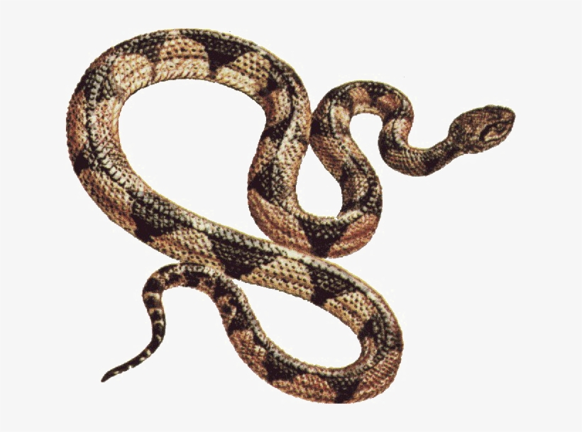 Snake Png Free Download - Snake Clipart Gif - Free Transparent PNG ...