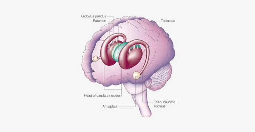 Amygdala - Basal Ganglia Insula - Free Transparent PNG Download - PNGkey