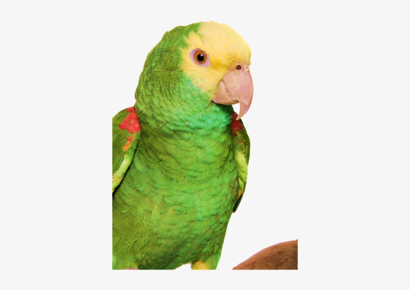 Parrot - Yellow-headed Amazon - Free Transparent PNG Download - PNGkey
