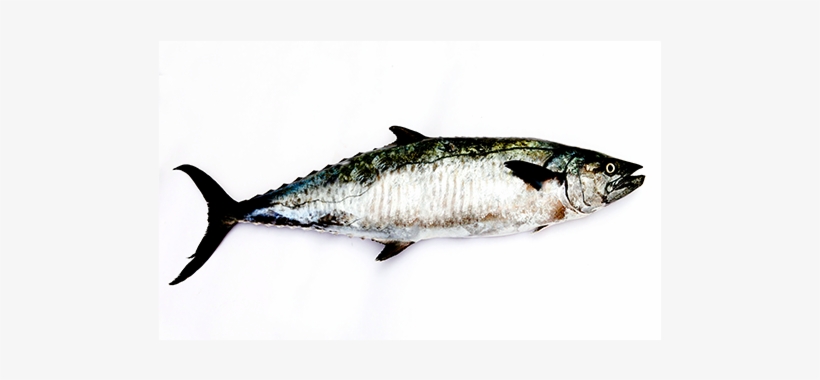 Anjal Fish - News - Free Transparent PNG Download - PNGkey