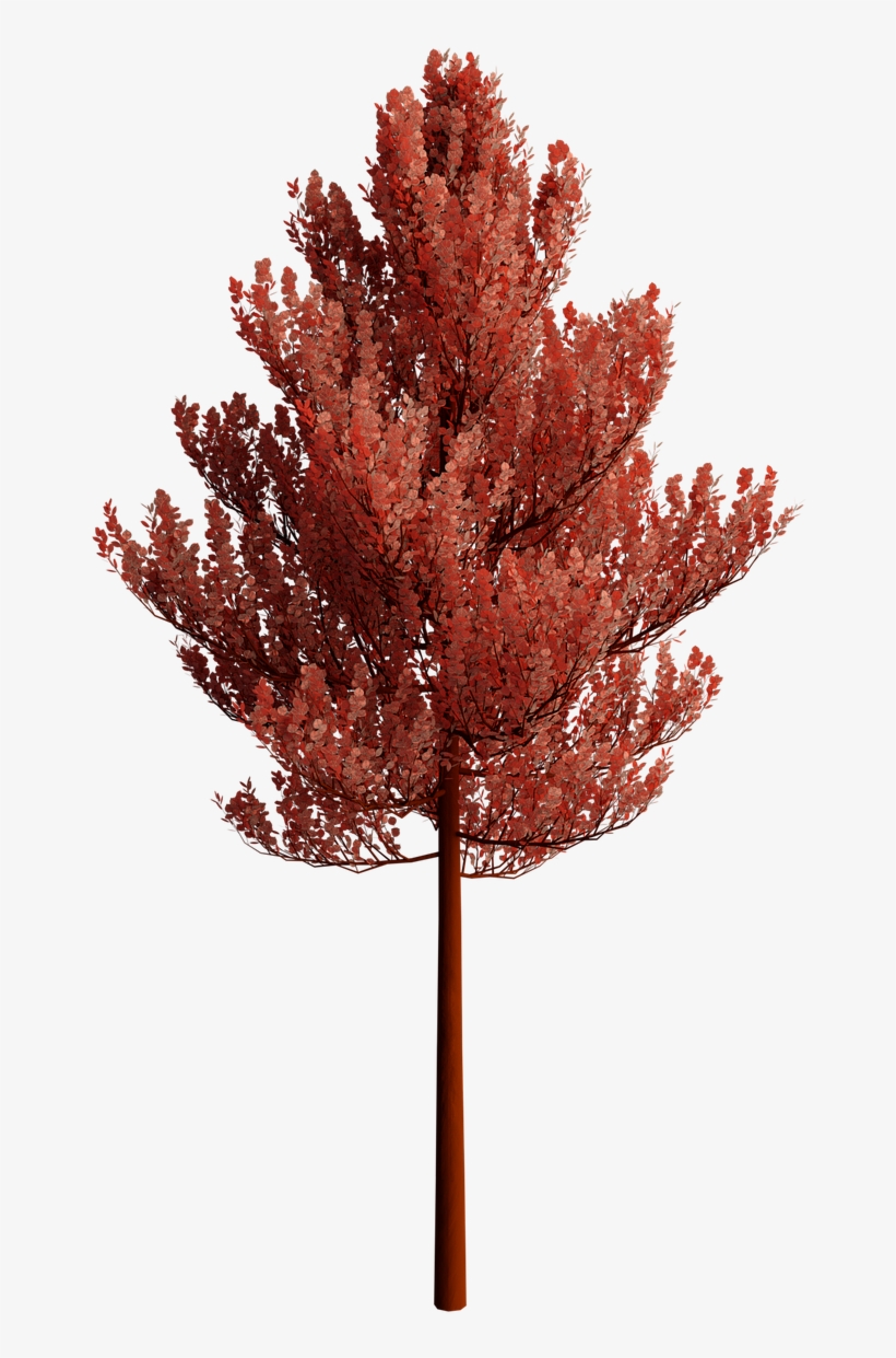 Nature Tree Transparent Background - Maple Tree Transparent Background ...