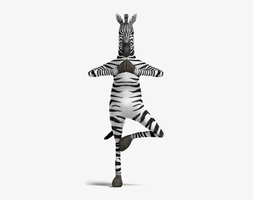 Zebra - Zebra Zen - Free Transparent PNG Download - PNGkey