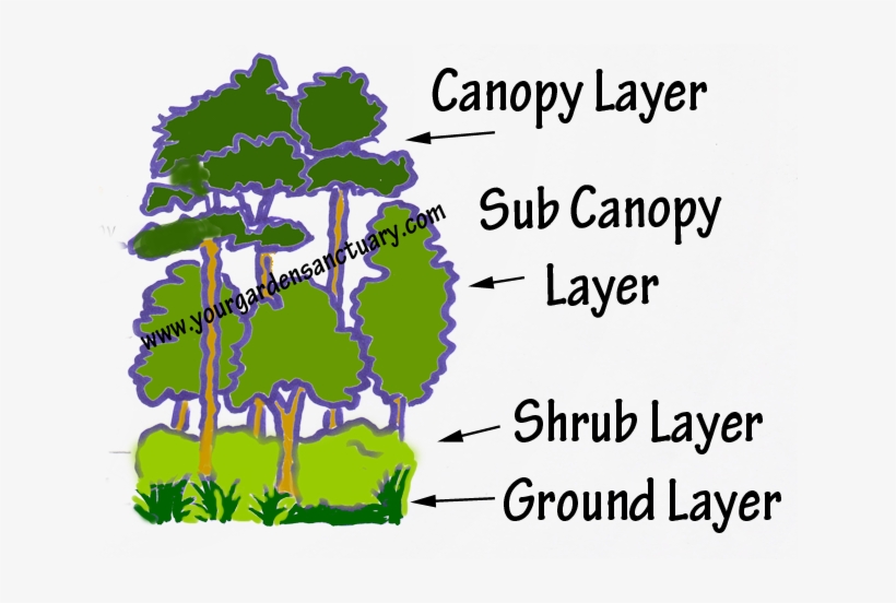 Woodland Inspired Garden Layers - Layers Of The Woodland - Free ...