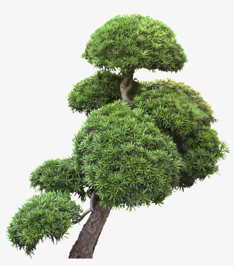 Garden Design Landscape Trees Transparent Decoratives - Garden Trees ...