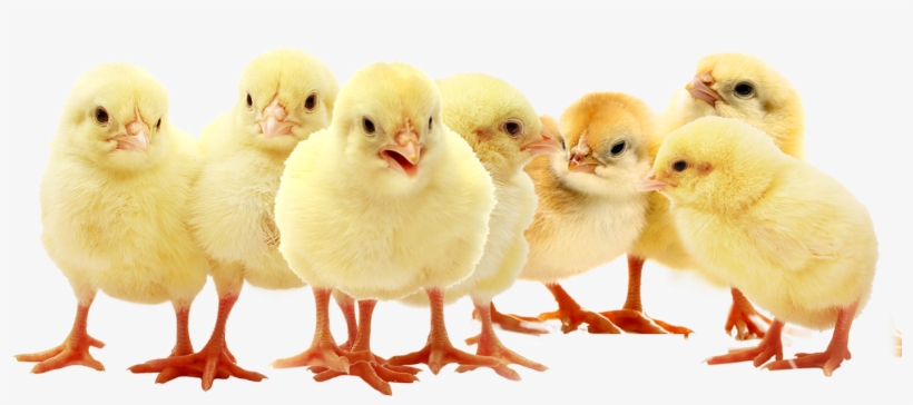 Article - Free Transparent PNG Download - PNGkey