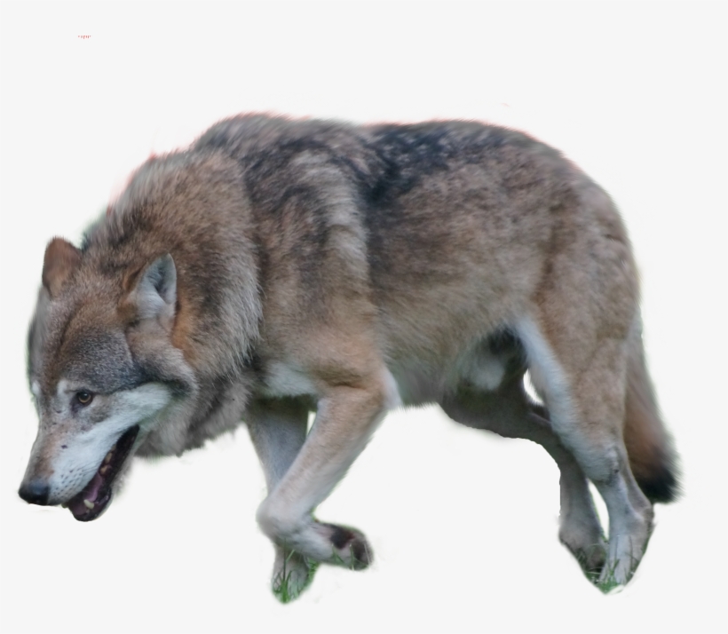 Wolf Png - Free Transparent PNG Download - PNGkey