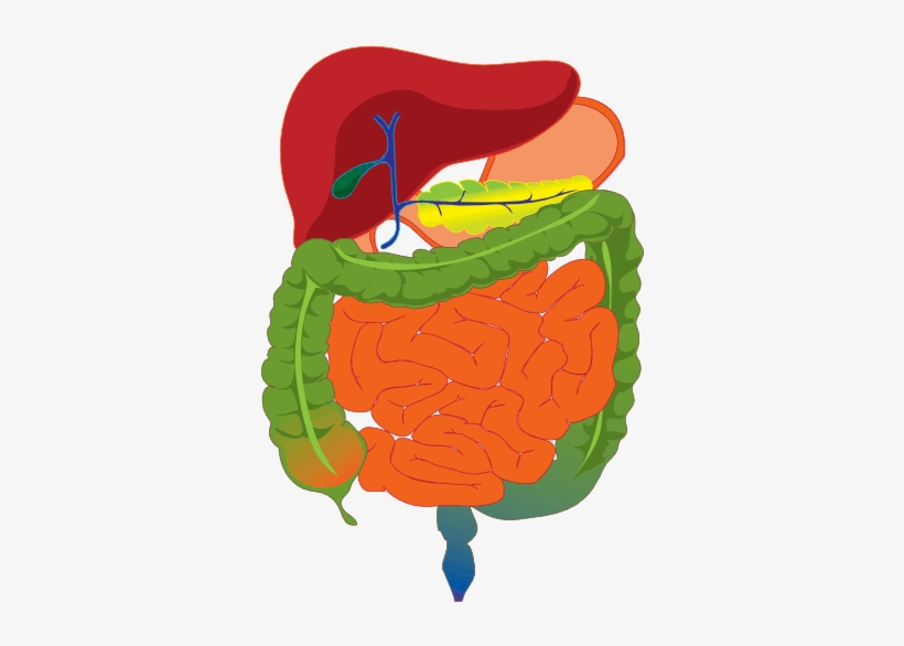 Complete Gi Tract - Colour Of Digestive System - Free Transparent PNG ...