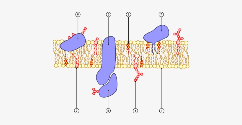 Cell Membrane Scheme - Cell Membrane - Free Transparent PNG Download ...