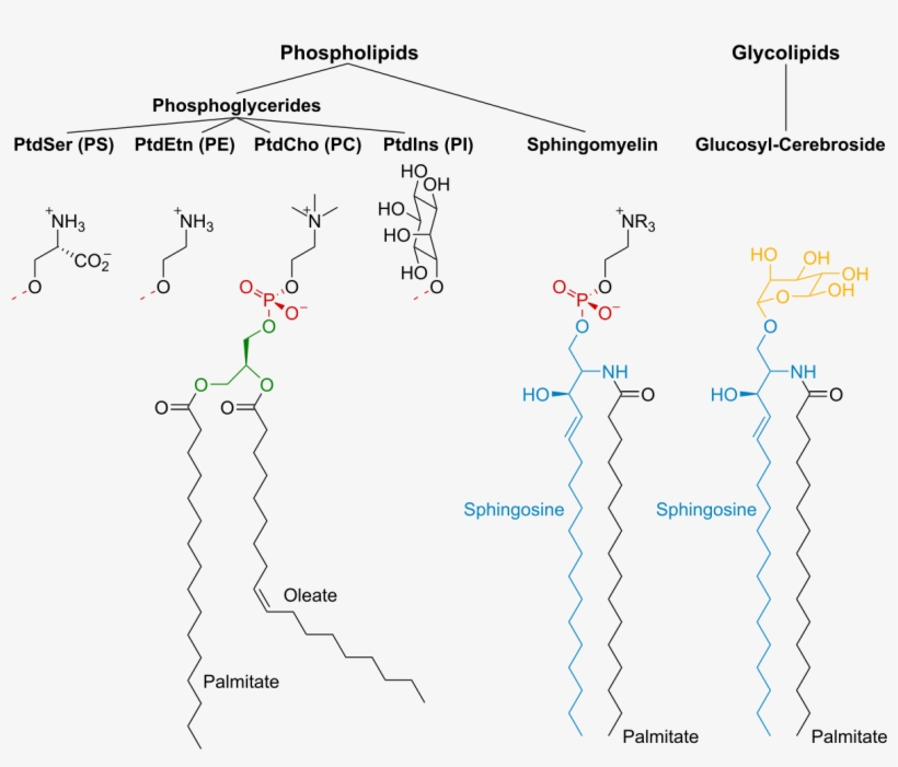 Membrane Lipids - Free Transparent PNG Download - PNGkey