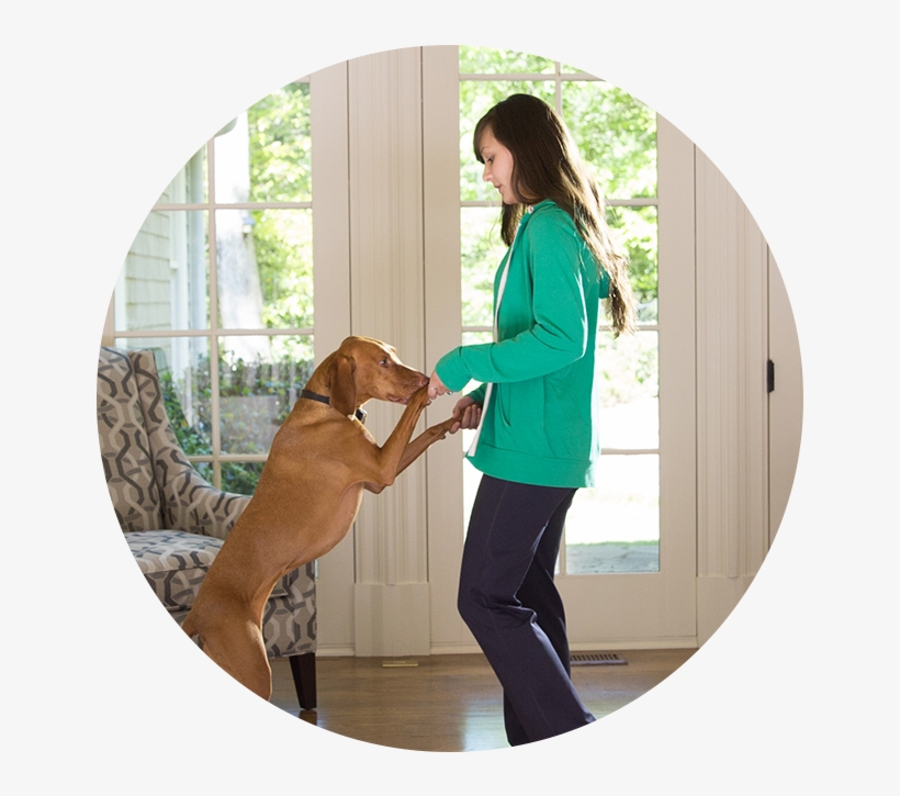 Luma Suveillance - Companion Dog - Free Transparent PNG Download - PNGkey