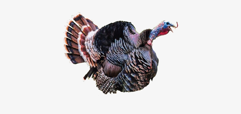 Screaming Turkey Png - Free Transparent PNG Download - PNGkey