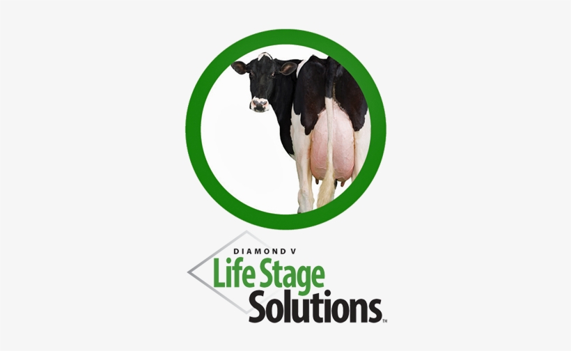 Diamond V Dairy Life Stage Solutions - Dairy Cow - Free Transparent PNG ...