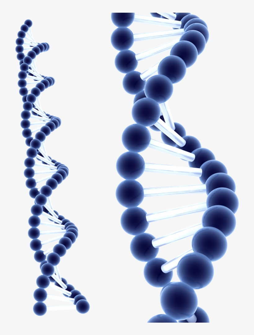 Dna Png Clipart - Dna Structure 3d Png - Free Transparent PNG Download ...