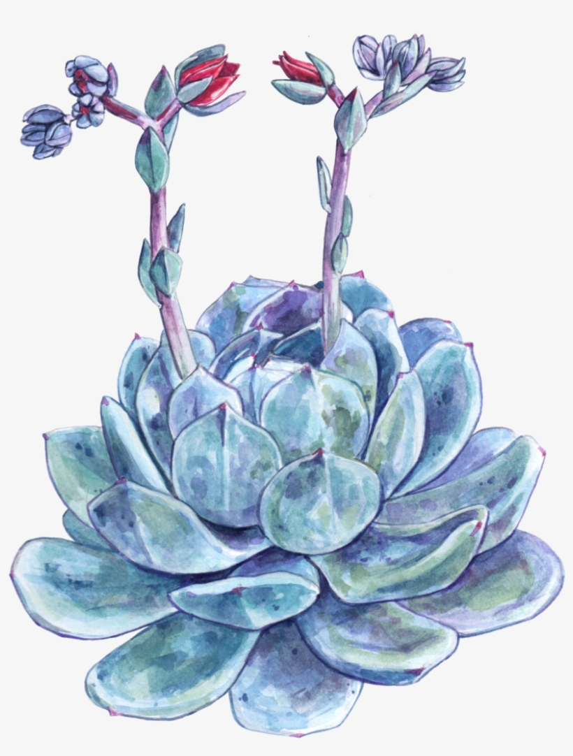 Succulent - Free Transparent PNG Download - PNGkey