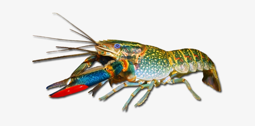 Redclaw - Cherax Quadricarinatus Red Claw - Free Transparent PNG ...