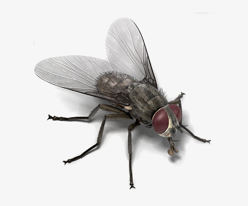 Memes Moscas Black Fly