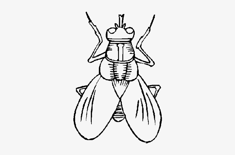 Dibujo De Una Mosca - Free Transparent PNG Download - PNGkey