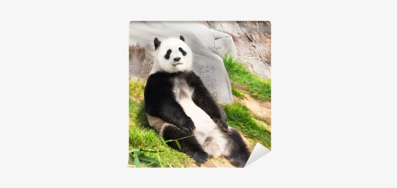 Giant Panda - Free Transparent PNG Download - PNGkey