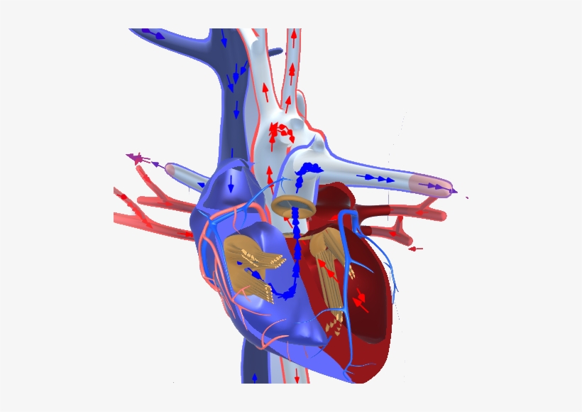 Neocardiosim Based On An Advanced Fully Animated Heart - Illustration ...