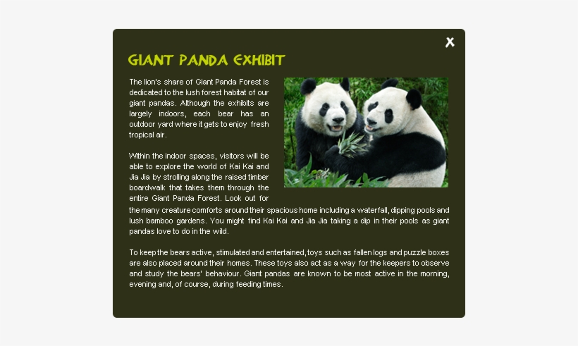 Meet The Friendly Inhabitants Of The Giant Panda Forest - Information ...