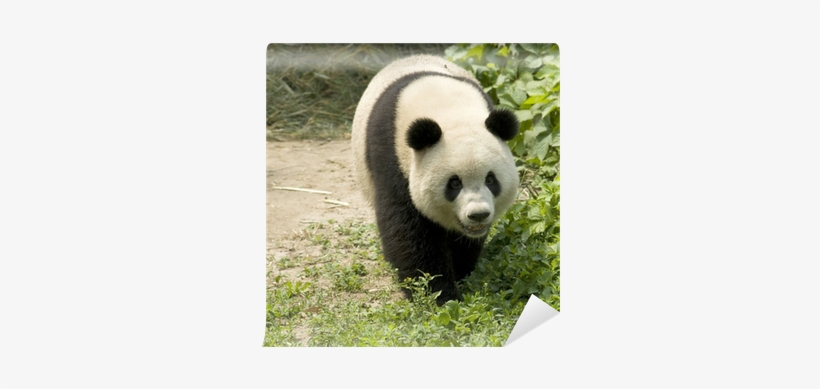 Giant Panda - Free Transparent PNG Download - PNGkey