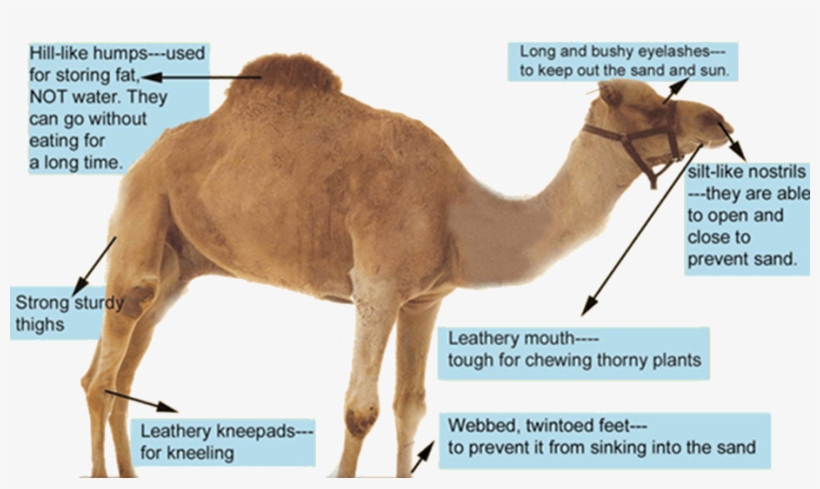 Image Of Anatomy Of Camels - Parts Of A Camel - Free Transparent PNG ...