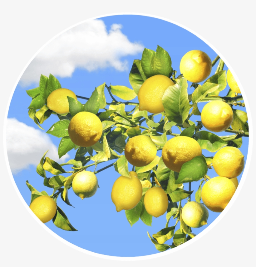 Lemon Tree Screen Door Magnets - Screen Door - Free Transparent PNG ...