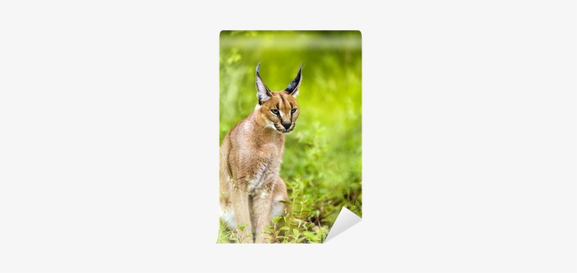 Caracal - Free Transparent PNG Download - PNGkey