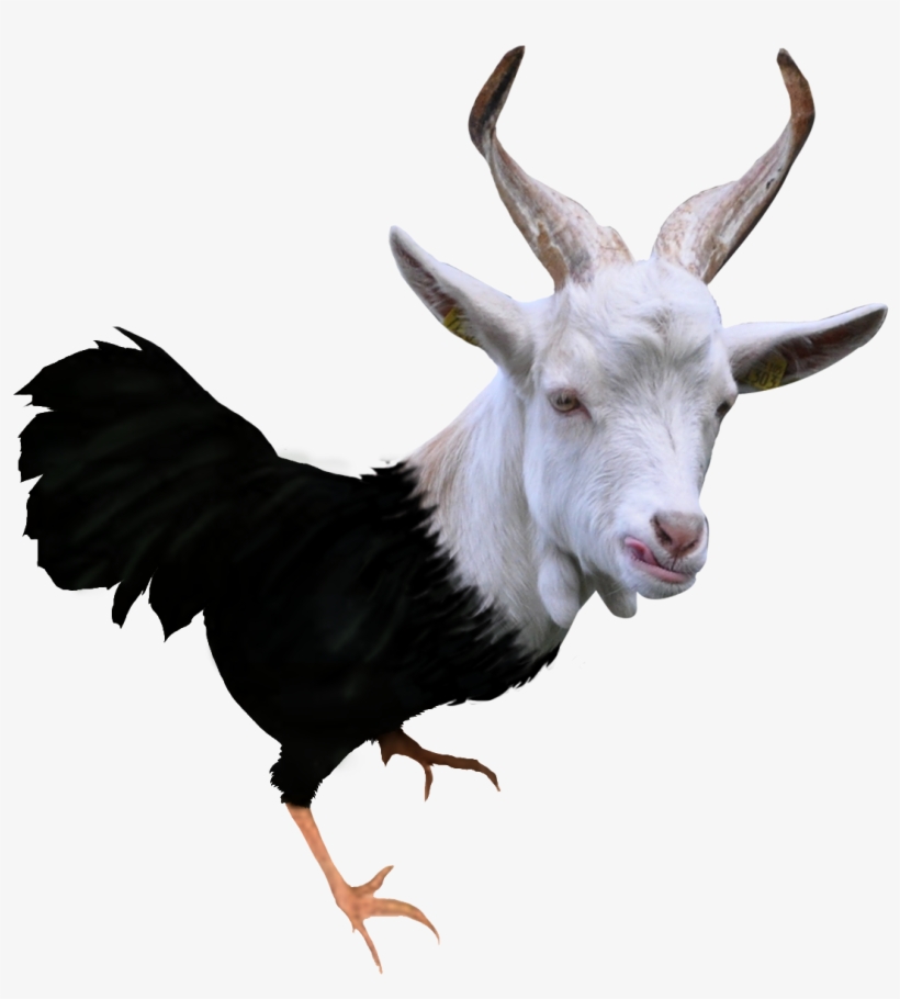 Goat - Free Transparent PNG Download - PNGkey