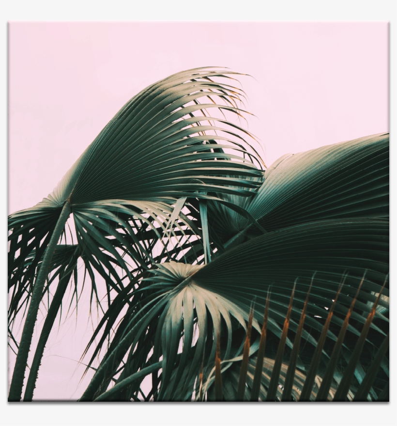 Fern - Typography Doenvang - Free Transparent PNG Download - PNGkey