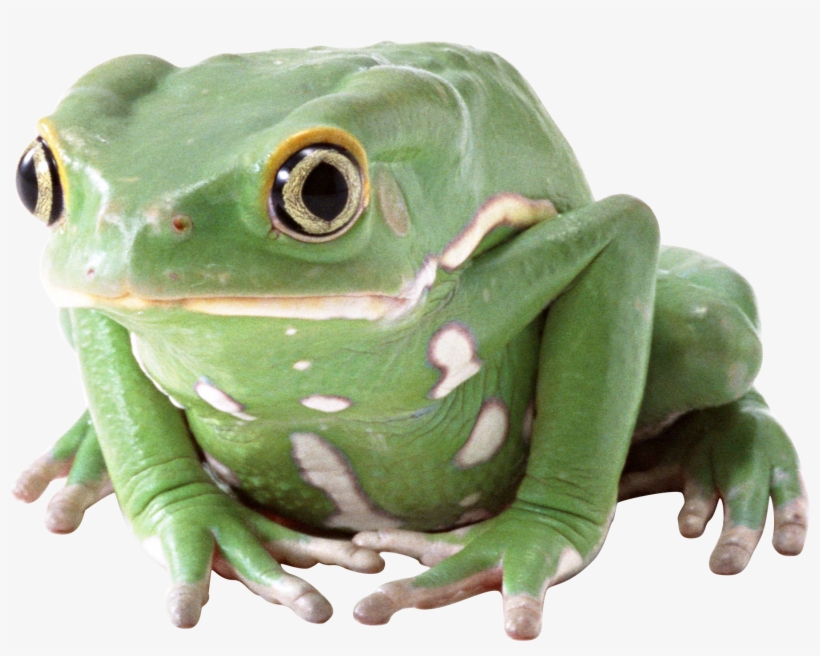 Frog - Free Transparent PNG Download - PNGkey