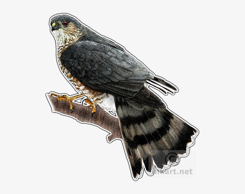 Hawk Drawing Pen - Sharp Shinned Hawk Drawings - Free Transparent PNG ...