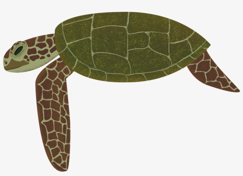 Turtle - Portable Network Graphics - Free Transparent PNG Download - PNGkey Turtle - Portable Network Graphics - Free Transparent PNG Download - PNGkey