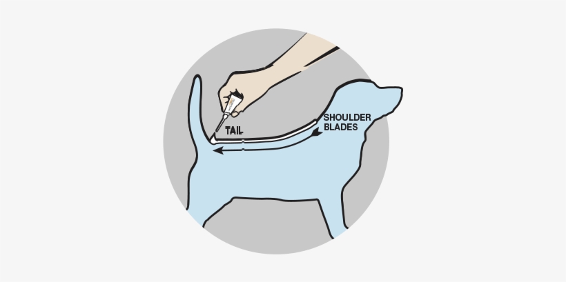 Apply To Dog - Cartoon - Free Transparent PNG Download - PNGkey