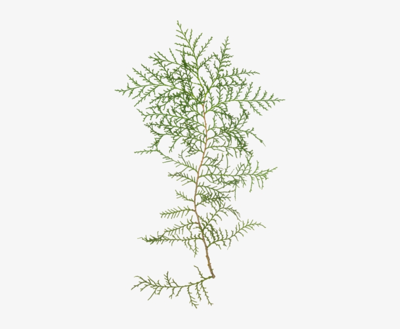 Evergreen - Free Transparent PNG Download - PNGkey
