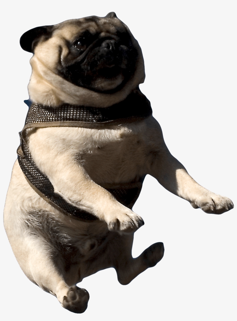 Thug Life Pug Download Png Image - Flying Pugs - Free Transparent PNG ...