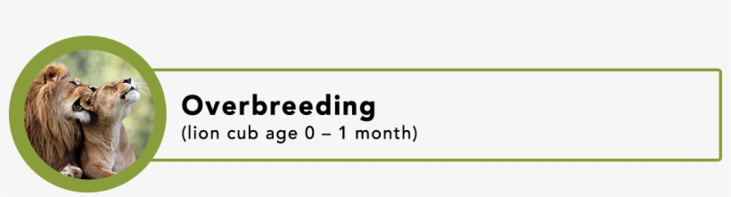 Lion Breeding Facilities, Of Which There Are Over 200 - Parallel - Free ...